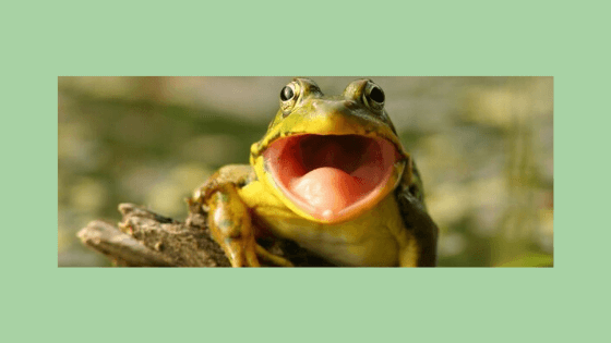 Four Screaming Frog Features for SEO - Obility